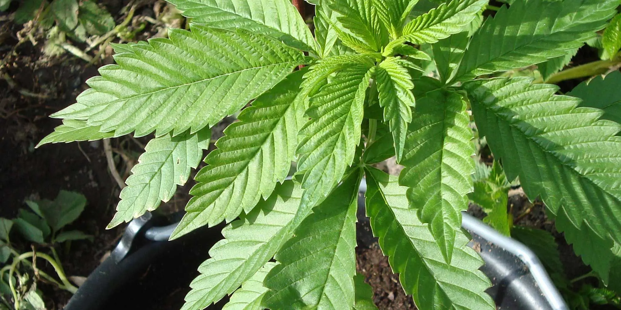 Cannabis Monitoring using Near IR spectroscopy technote